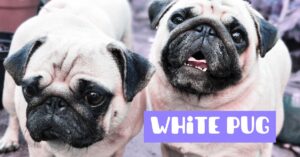 White Pugs 101: Everything You Need to Know - The Pug World
